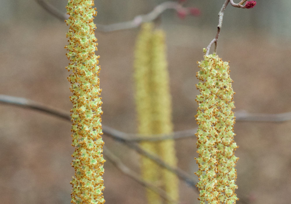 Alnus serrulata - Rachel's Native Plants