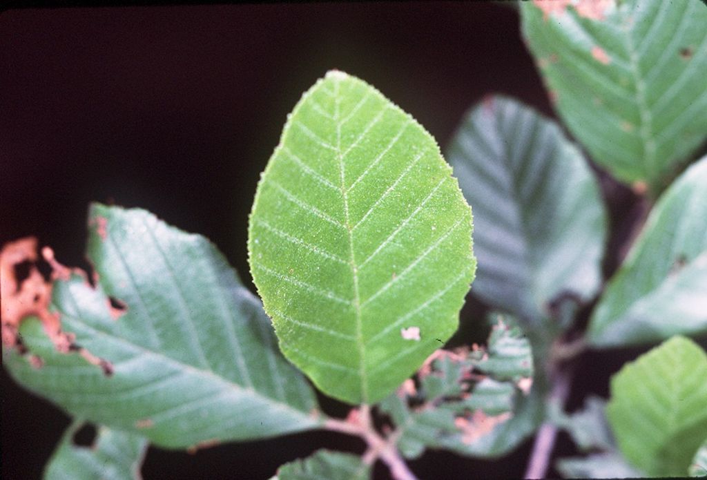 Alnus serrulata - Rachel's Native Plants
