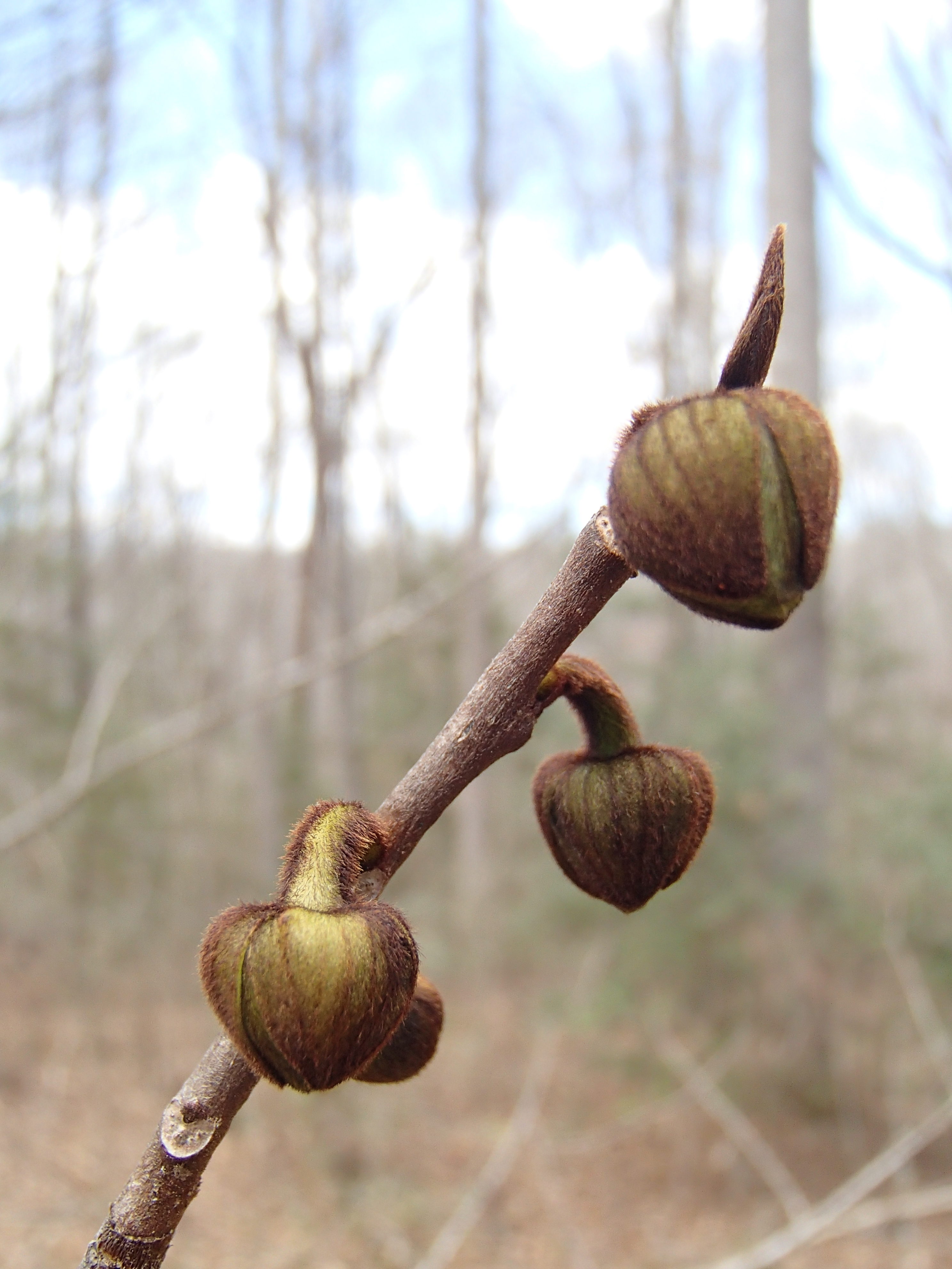Asimina triloba - Rachel's Native Plants