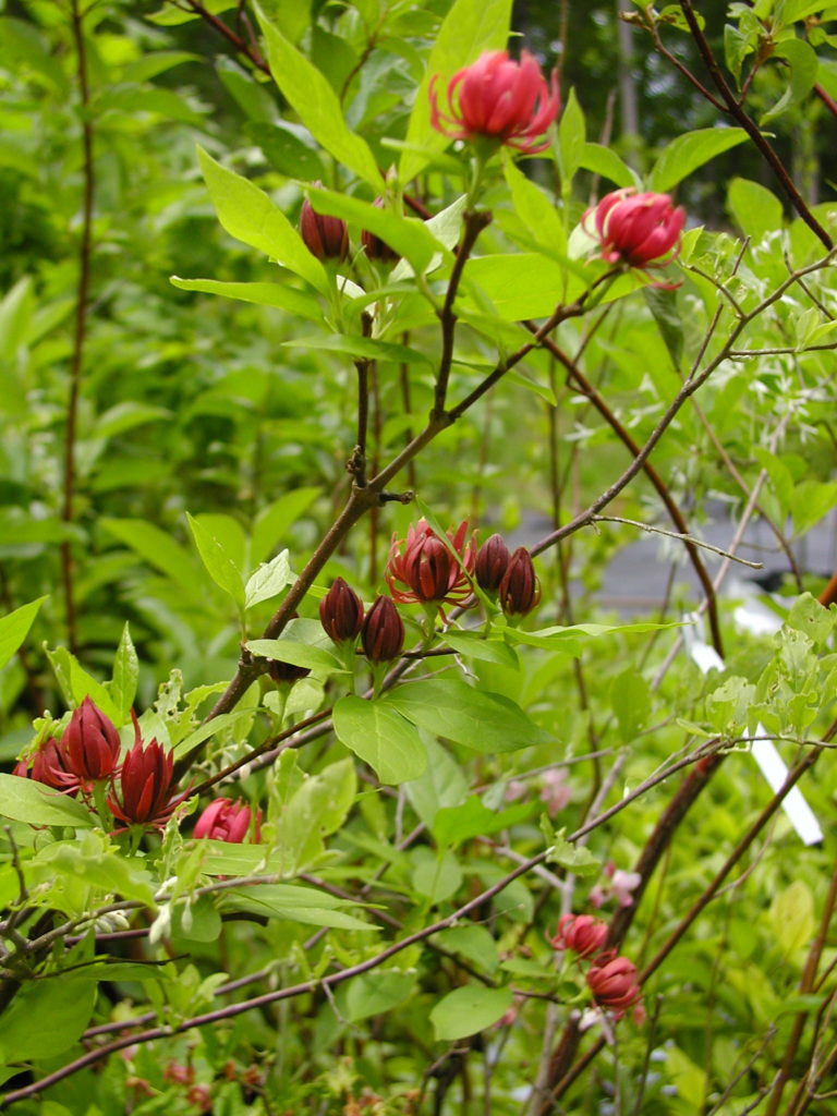 Calycanthus floridus - Rachel's Native Plants