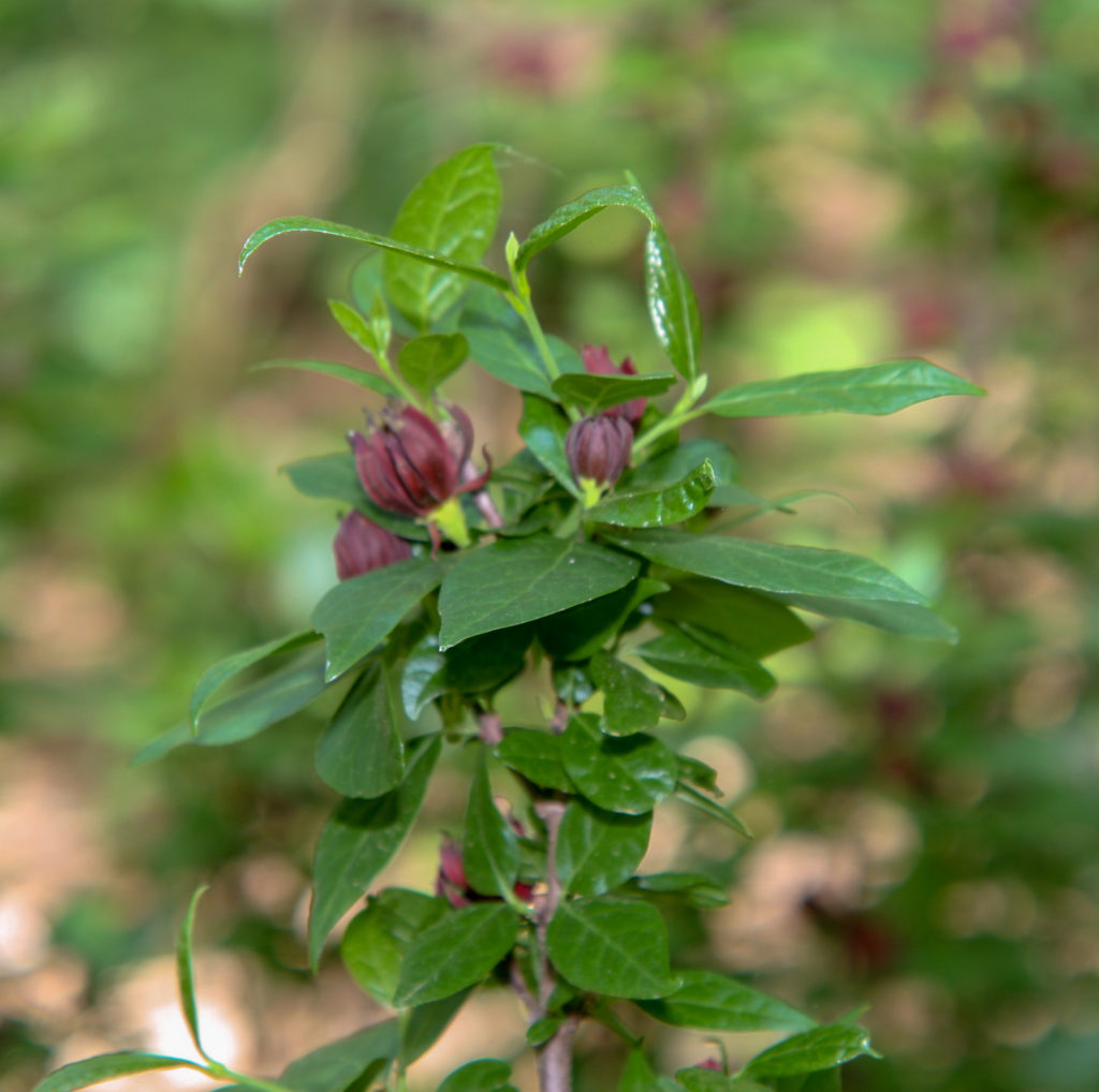 Calycanthus floridus ‘Michael Lindsey’ – Rachels Native Plants