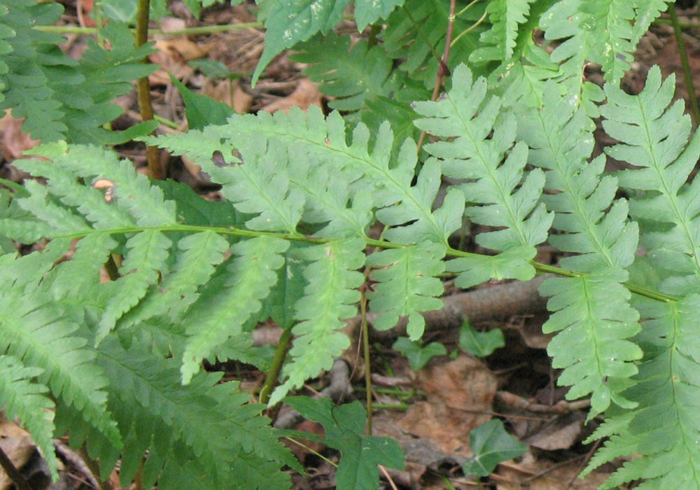 Foundation Archives - Rachel's Native Plants