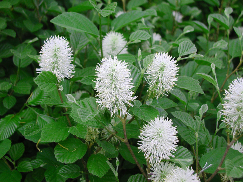 Fothergilla gardenii - Rachel's Native Plants