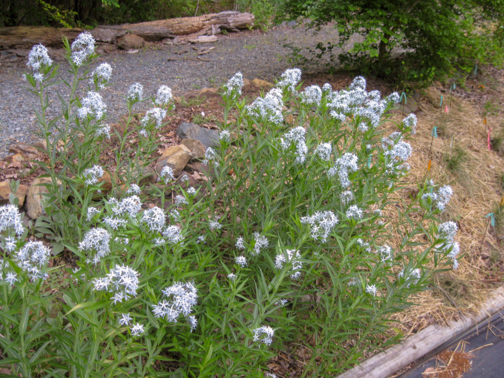 Amsonia tabernaemontana – Rachels Native Plants