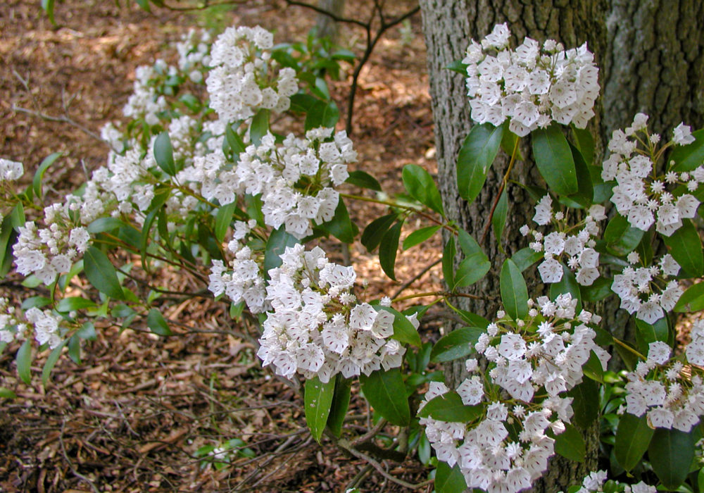 Kalmia latifolia L. - Rachel's Native Plants