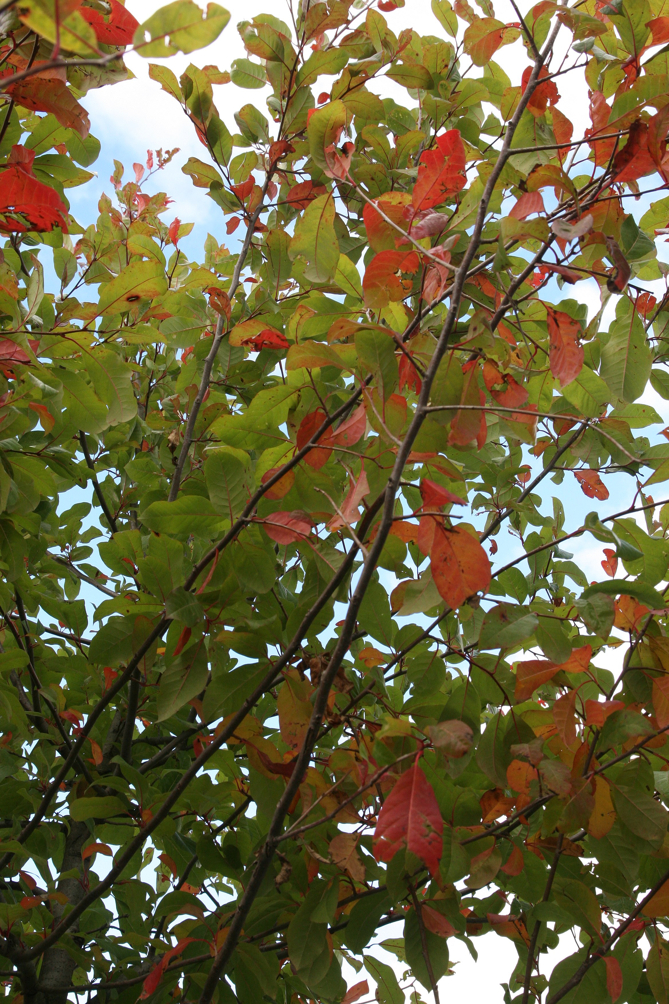 Nyssa sylvatica - Rachel's Native Plants