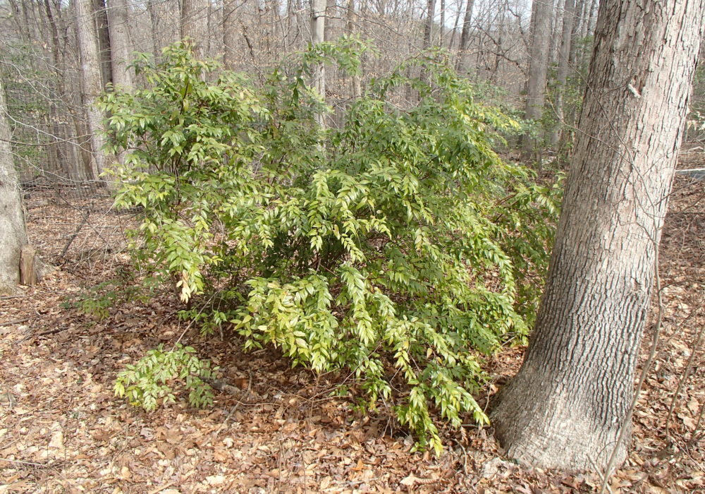 Agarista populifolia - Rachel's Native Plants