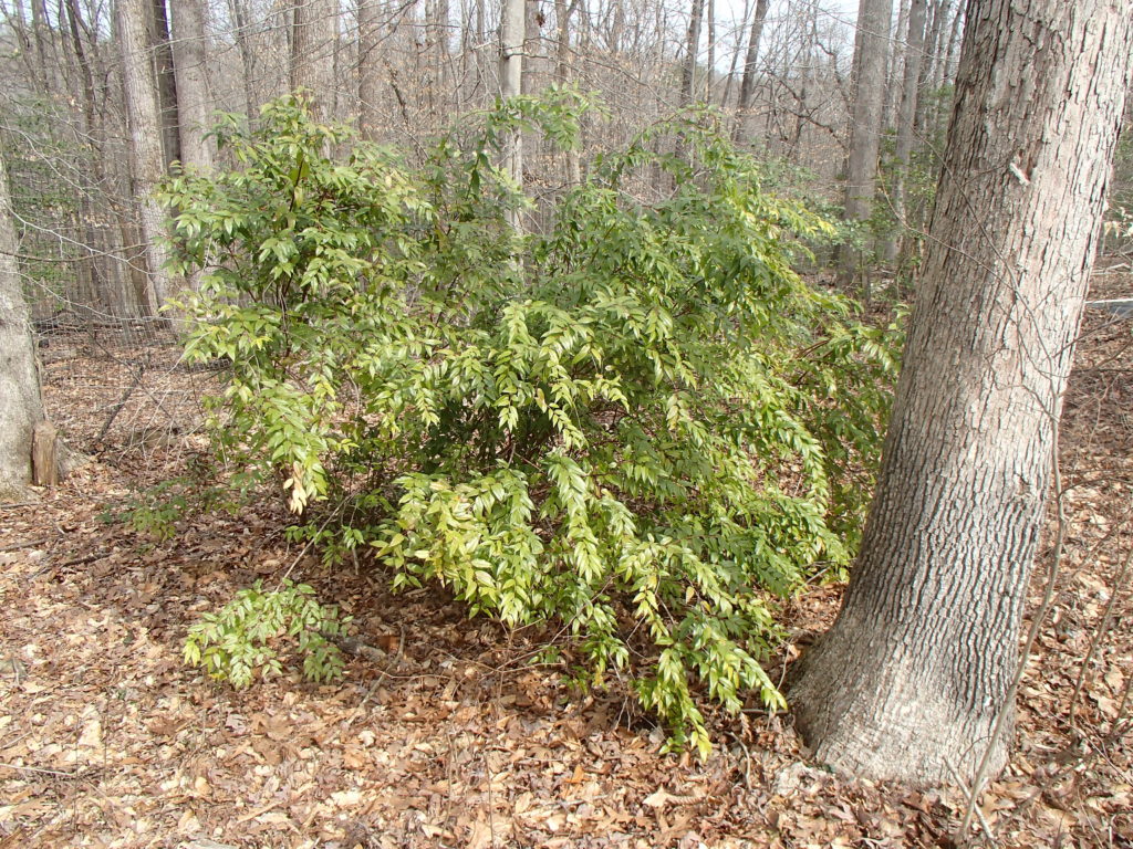 Agarista populifolia – Rachels Native Plants