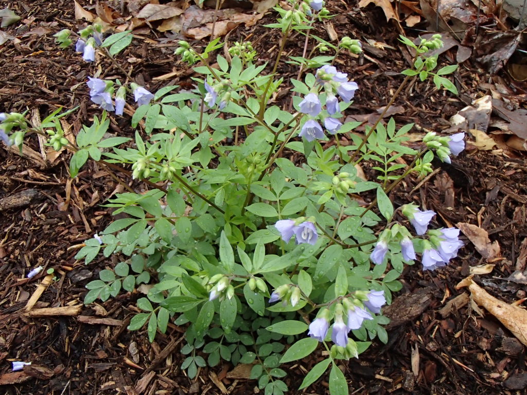 Polemonium reptans – Rachels Native Plants