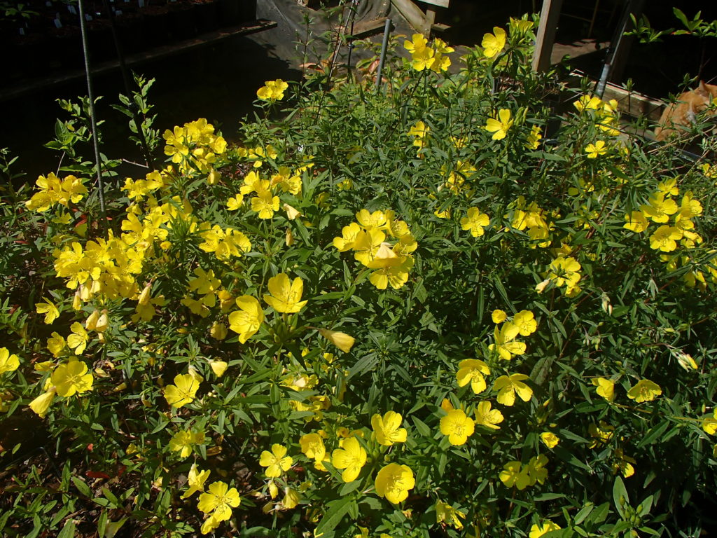 Oenothera fruticosa – Rachels Native Plants