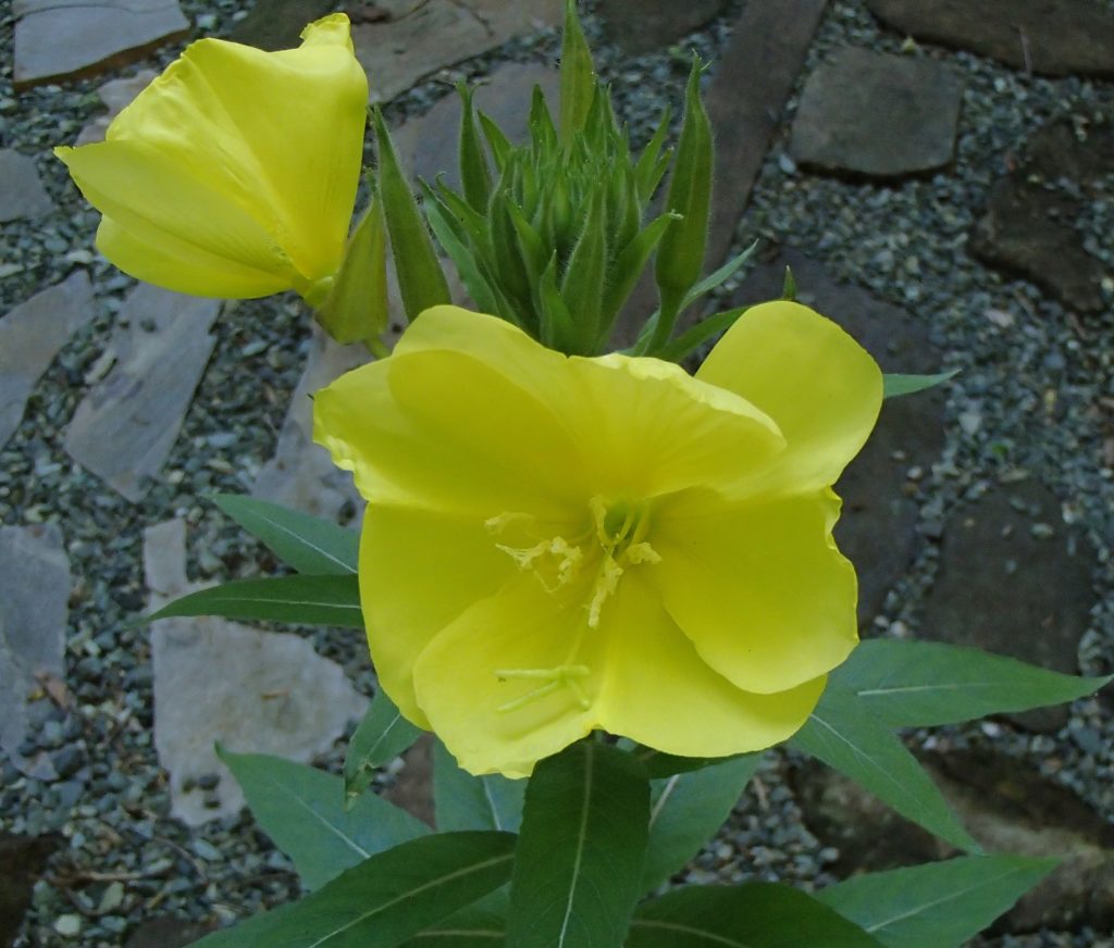 Oenothera fruticosa - Rachel's Native Plants