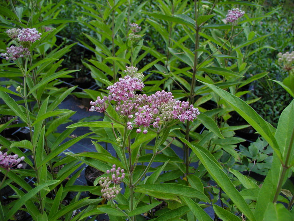 Asclepias incarnata – Rachels Native Plants