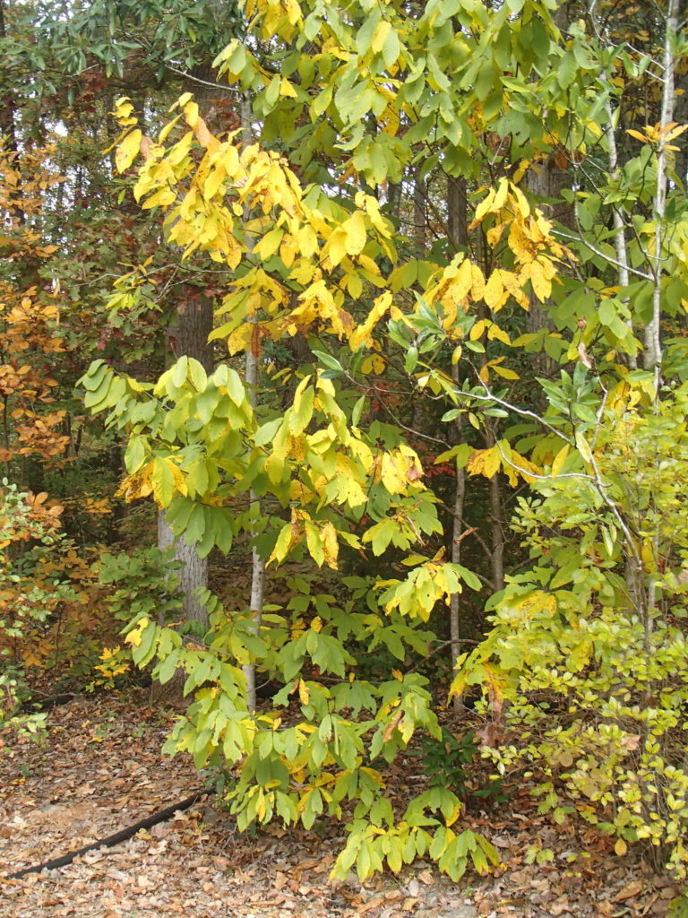 Asimina triloba - Rachel's Native Plants