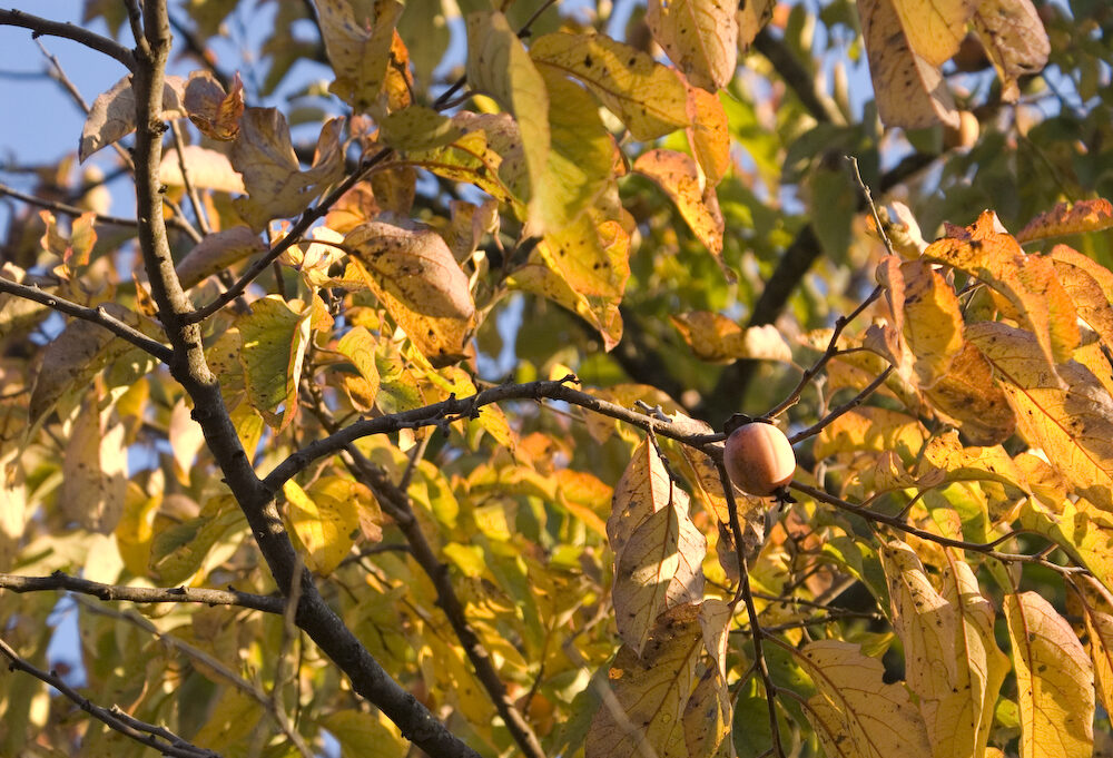 Mixed border Archives - Rachel's Native Plants