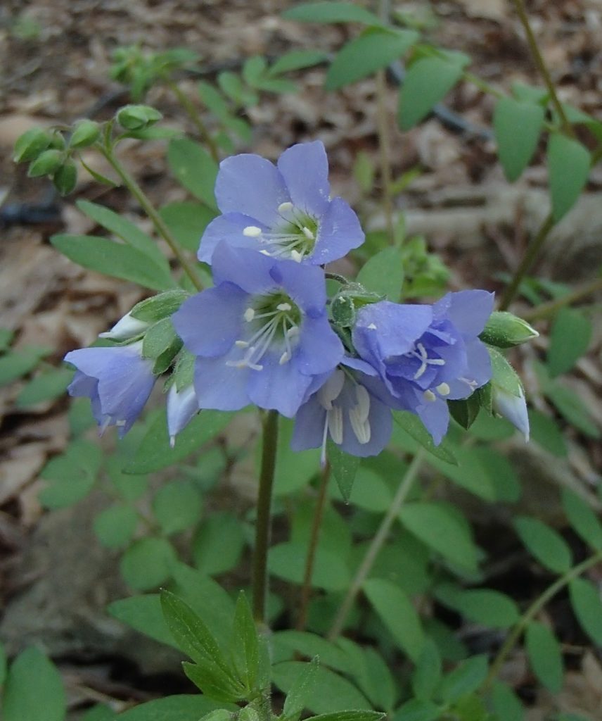 Polemonium reptans - Rachel's Native Plants