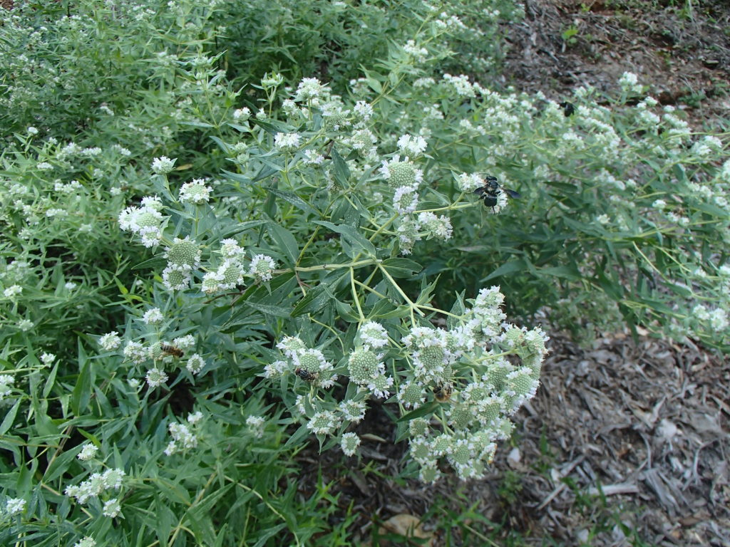 Pycnanthemum virginianum – Rachels Native Plants