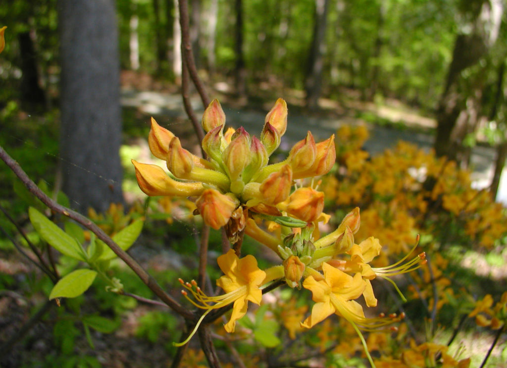 Rhododendron flammeum (synonym Rhododendron speciosum) – Rachels Native ...