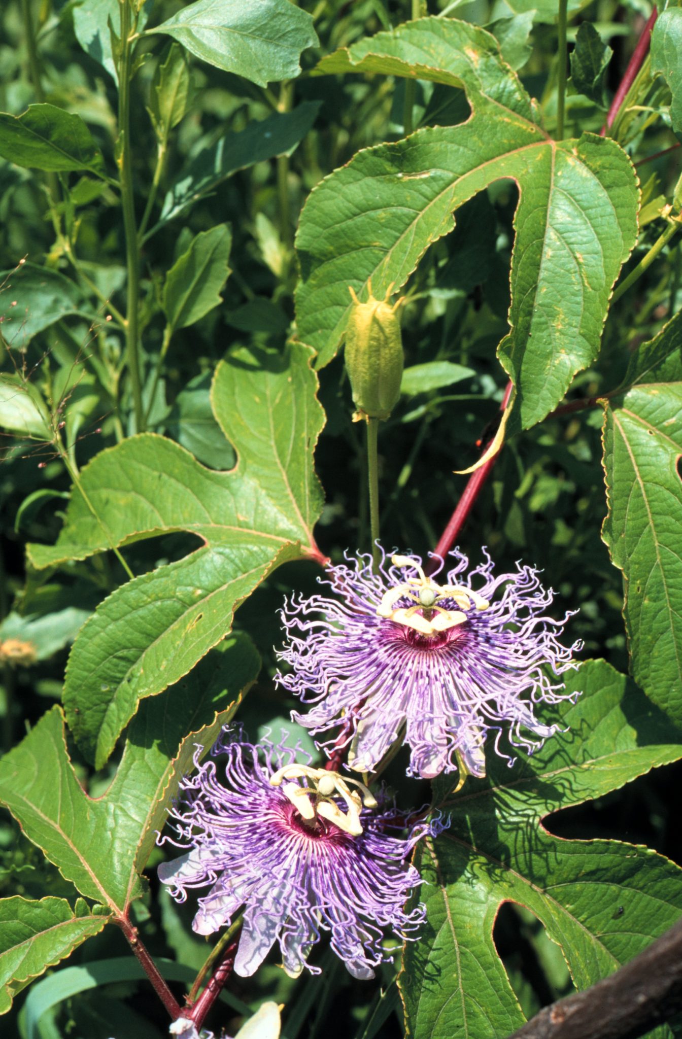 Passiflora incarnata – Rachels Native Plants