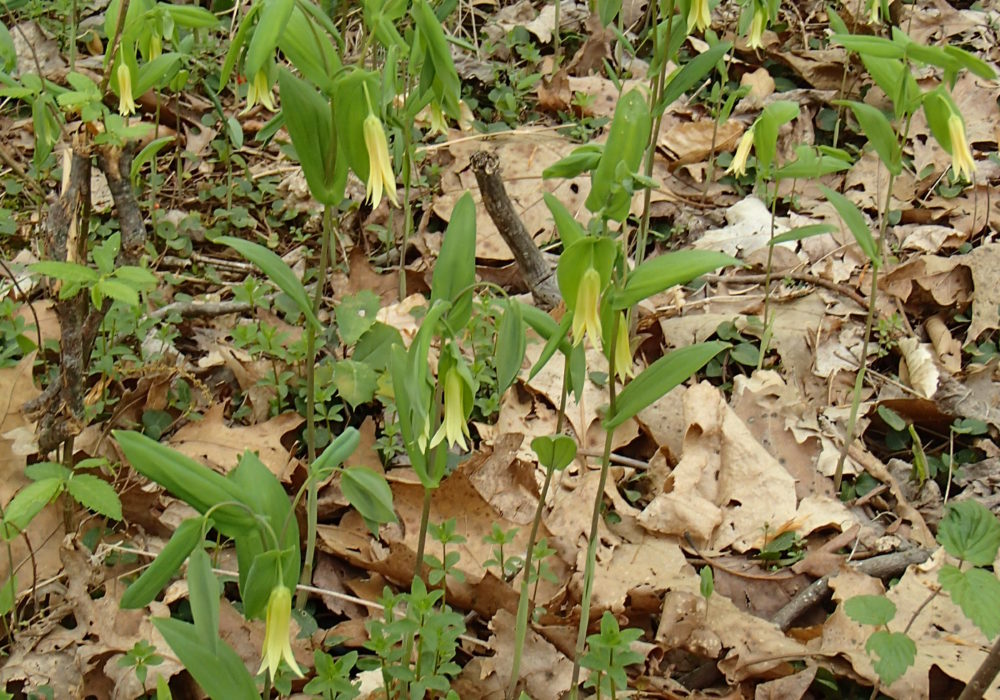 Uvularia perfoliata - Rachel's Native Plants