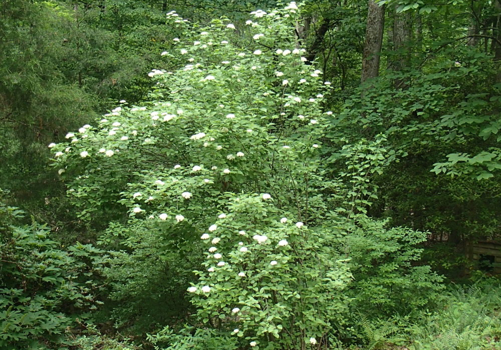 Viburnum dentatum - Rachel's Native Plants