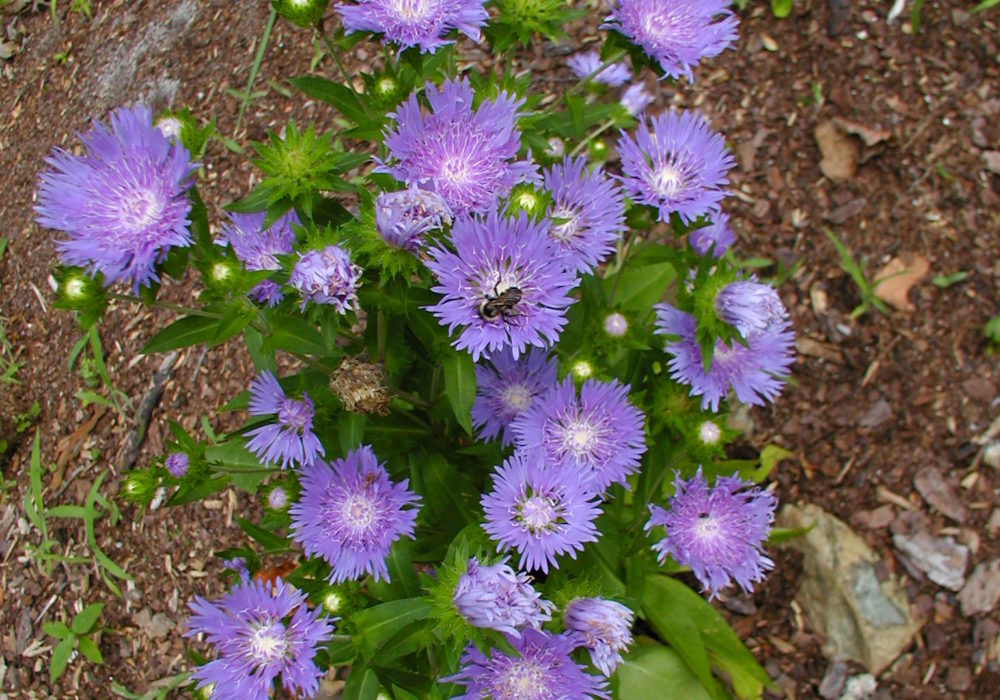 Stokesia laevis - Rachel's Native Plants