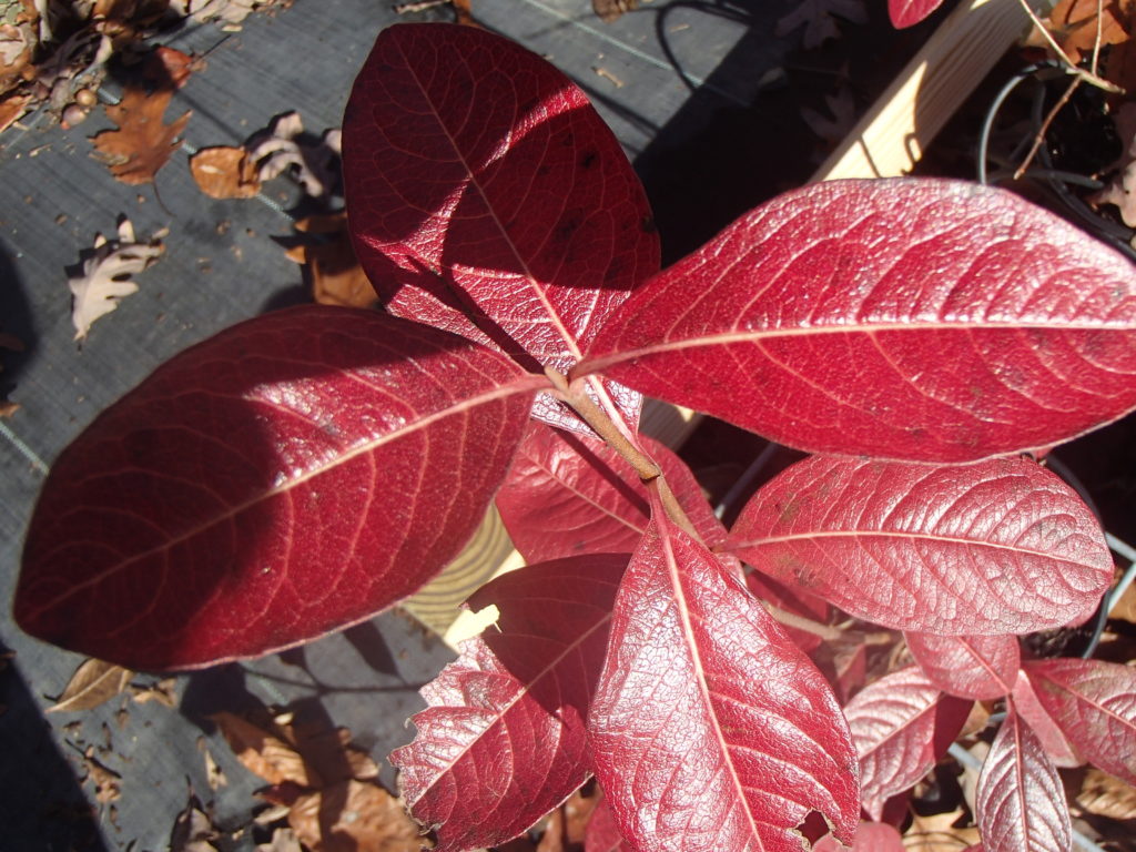 Viburnum nudum - Rachel's Native Plants