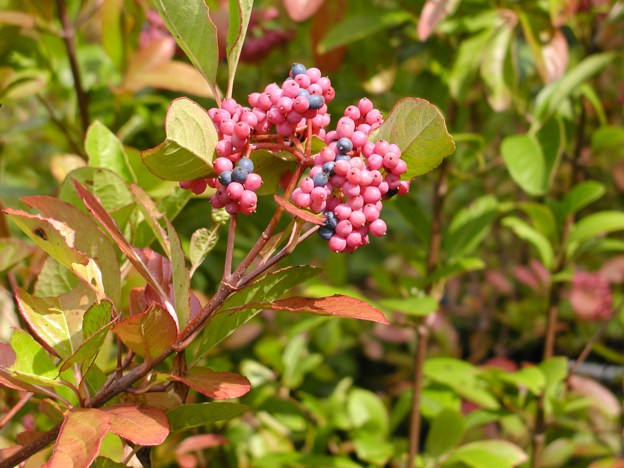 Viburnum nudum - Rachel's Native Plants