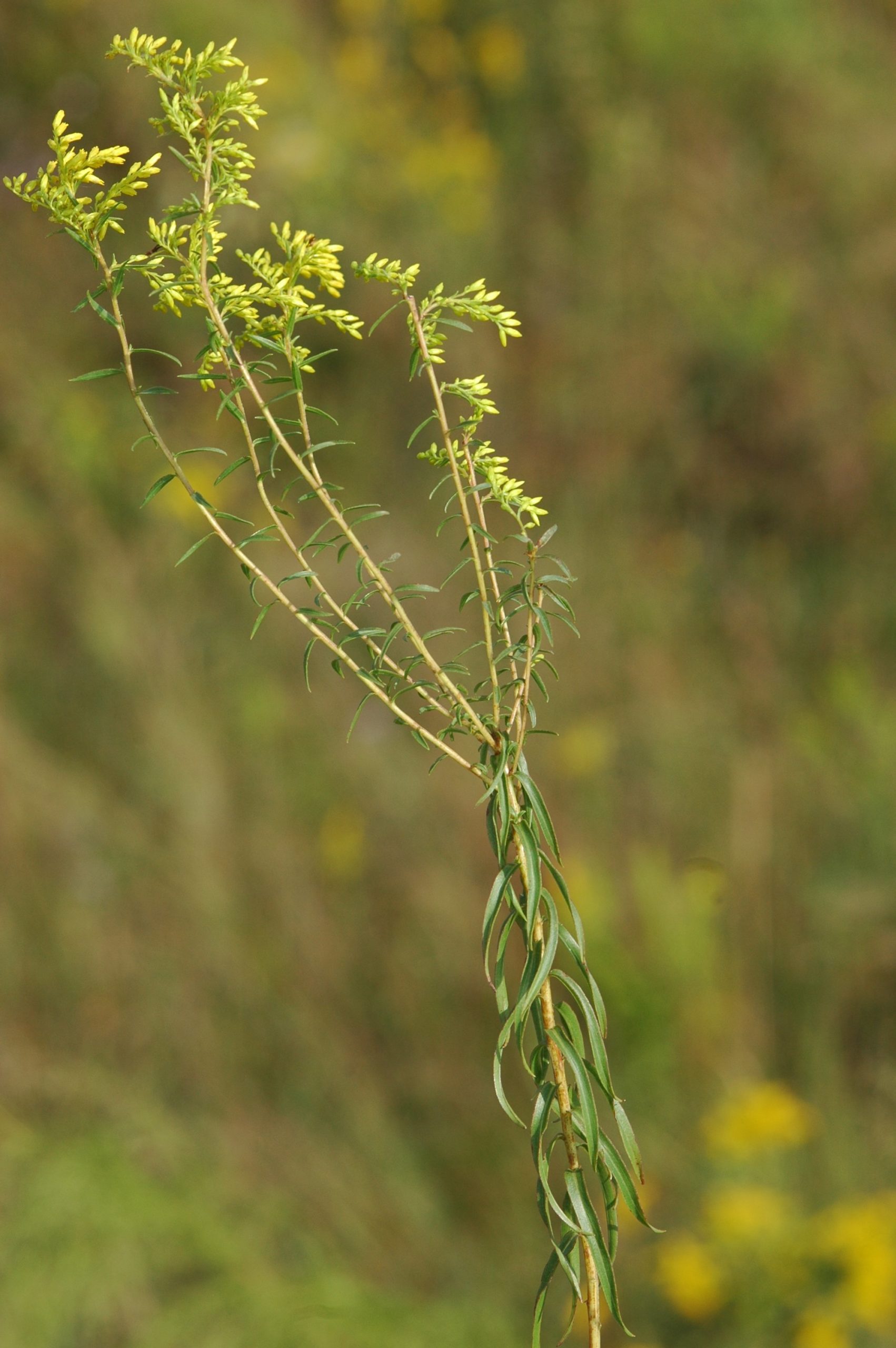 Solidago odora - Rachel's Native Plants