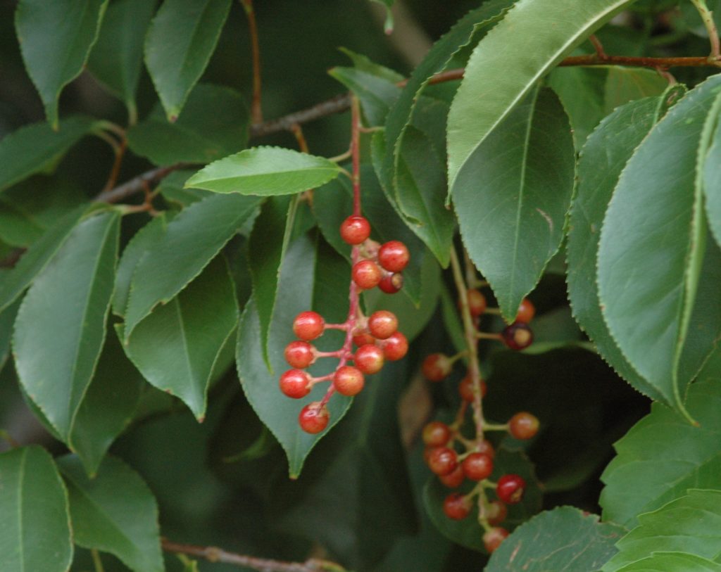 Good fall color – Rachels Native Plants